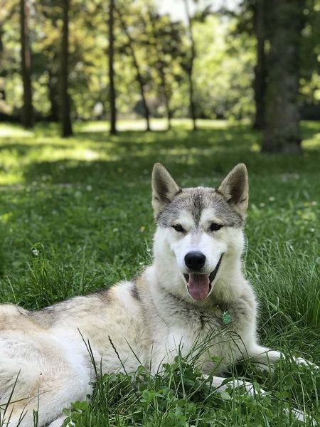 Cuccioli Husky - Cani in vendita su AAAnnunci