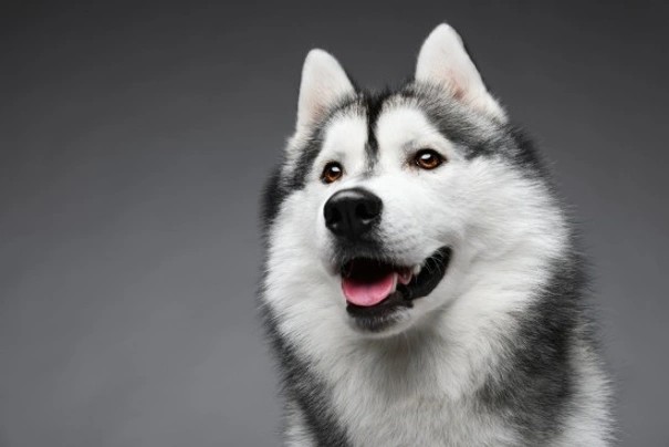 Cuccioli Husky - Cani in vendita su AAAnnunci