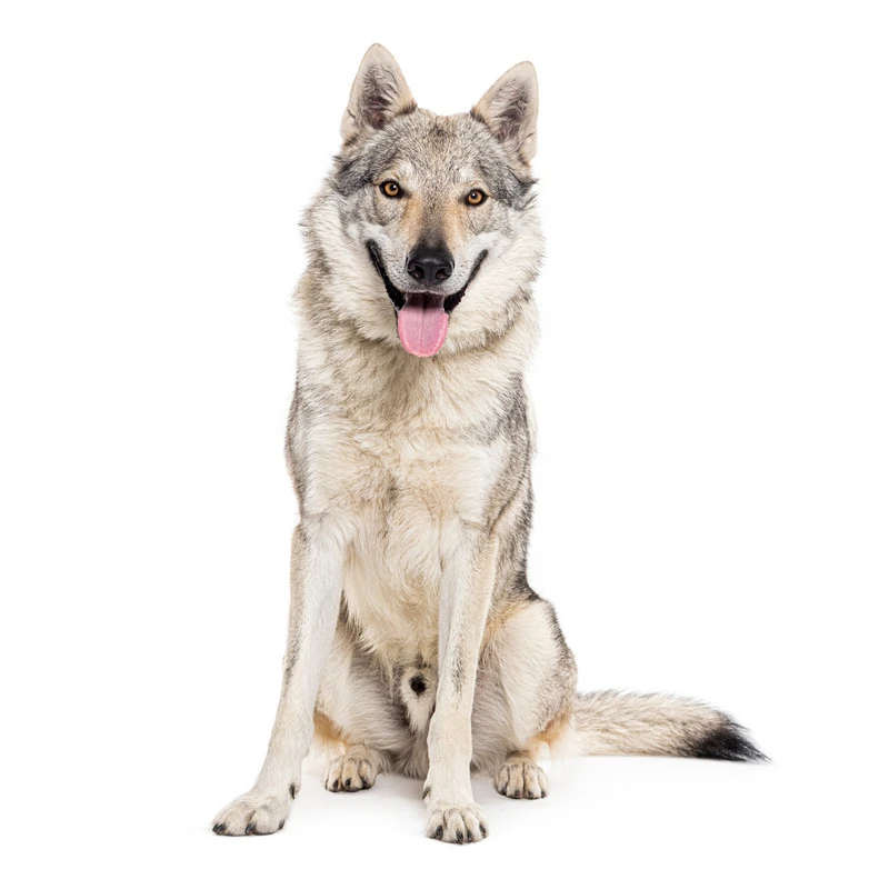 Cuccioli di Lupo Cecoslovacco in Lazio | AAAnnunci