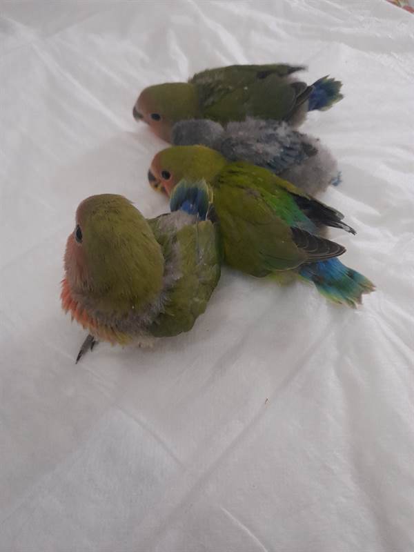 Inseparabili - Pappagalli - in vendita a Napoli | AAAnnunci.it