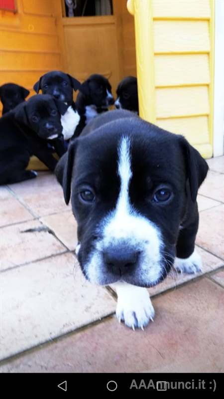 Incrocio Razza Amstaff-Labrador - in vendita a Spoleto
