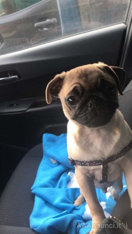 Cane carlino, colore fulvo - Milano - Lombardia