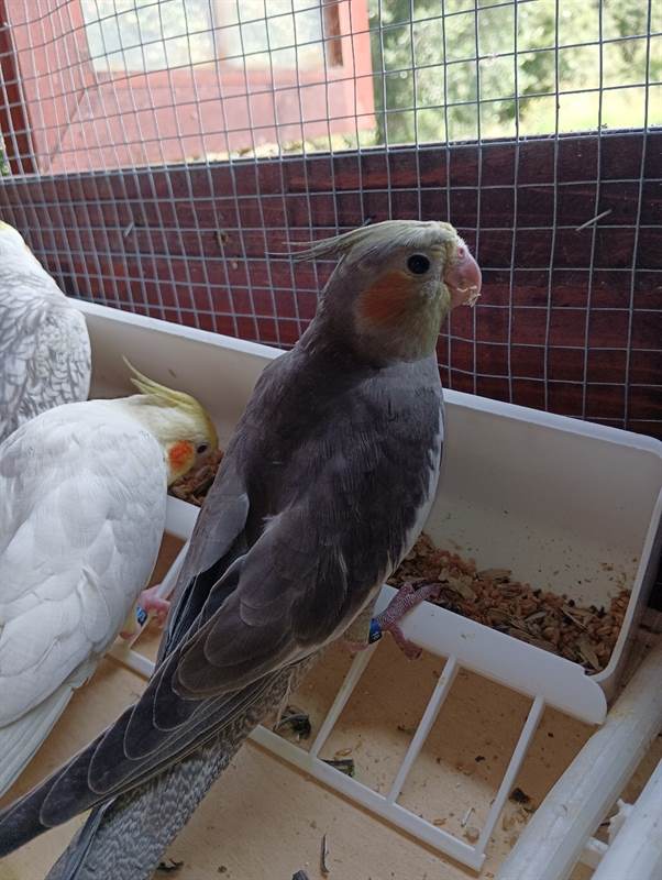 Calopsite allevate a mano - Pappagalli a Pistoia