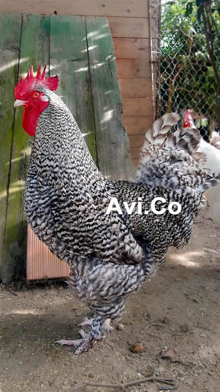 Gallina Malines - in vendita in provincia di Messina