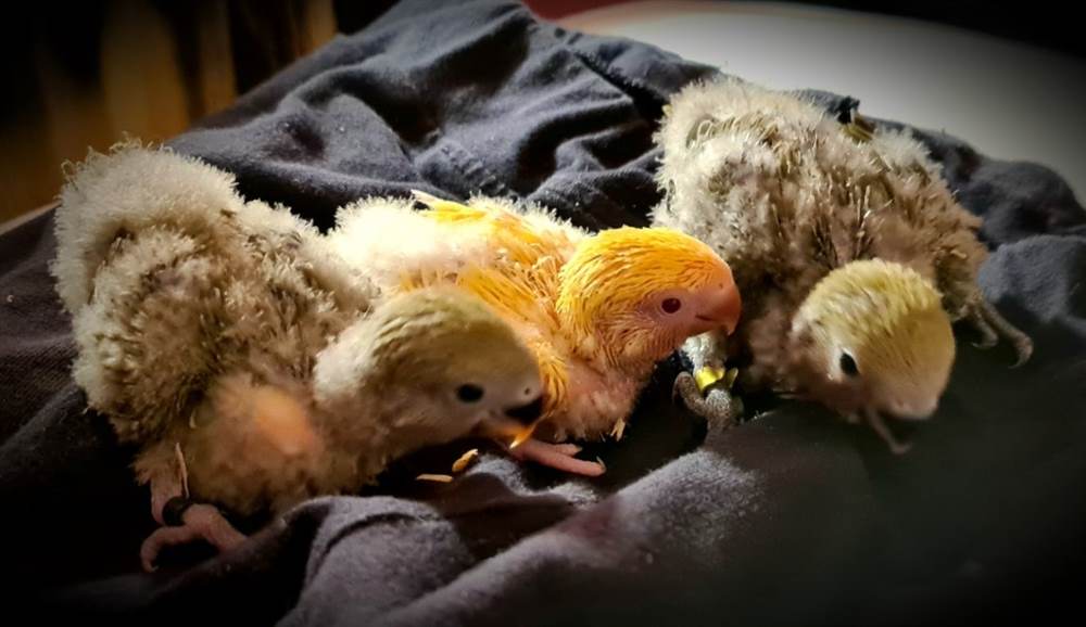 Inseparabili Roseicollis allevati a mano - Modena - Emilia Romagna