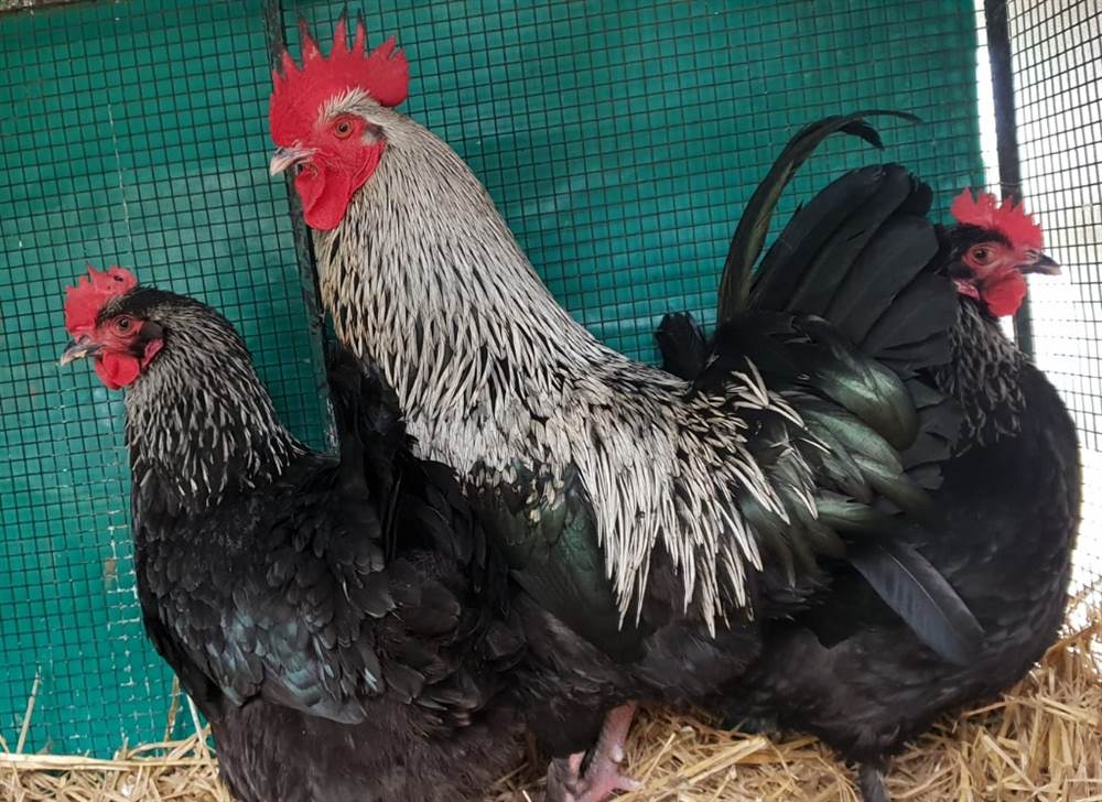 Galline. Galli. Pulcini Marans nero argentate, colore delle - Bergamo
