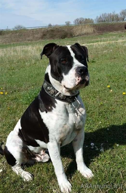 Incrocio Razza Amstaff-Labrador - in vendita a Spoleto