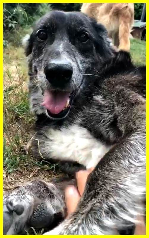 ZAMPA nonnino con le zampe a papera è ancora con noi eppure - Roma