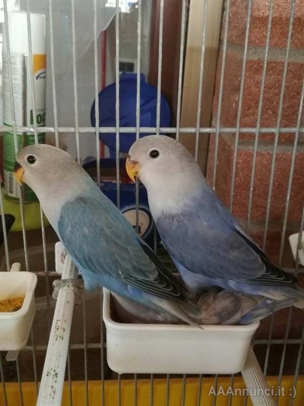 Pappagallini Inseparabili (Agapornis Roseicollis) - Reggio nell'Emilia