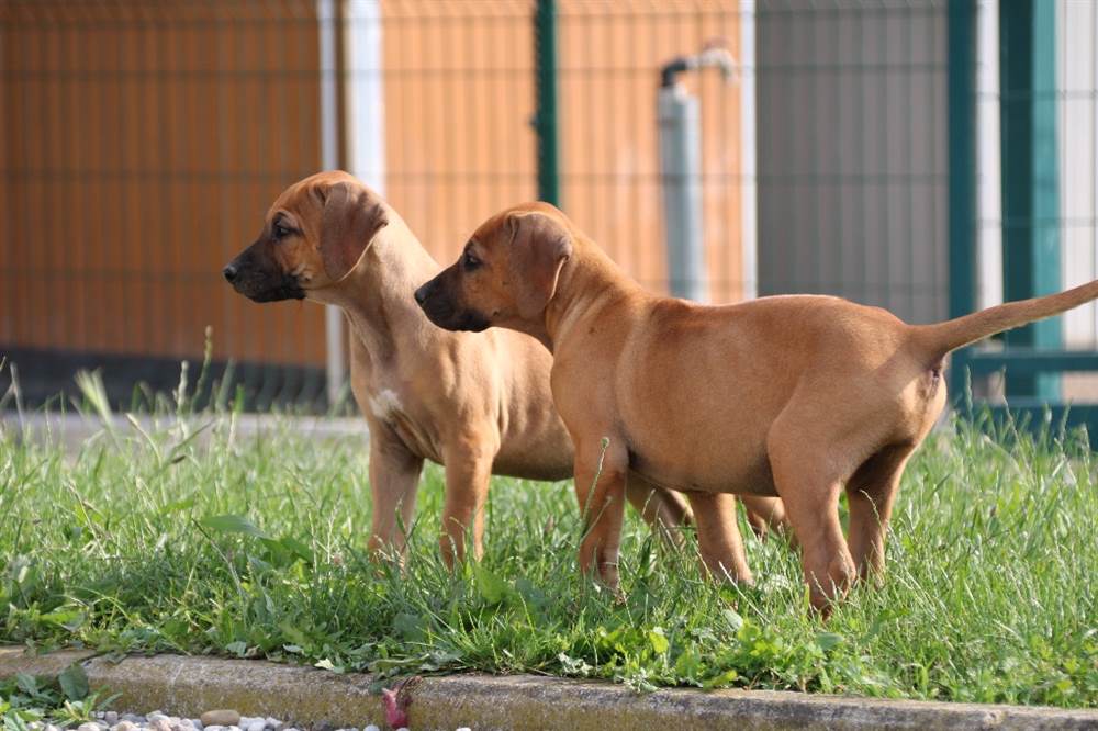 Rhodesian Ridgeback cuccioli - in vendita a Reggio nell'Emilia