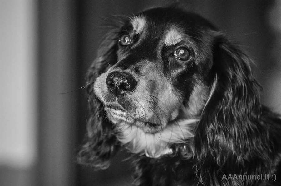 Regalo maschio cocker incrocio segugio - Cani in adozione a Viterbo