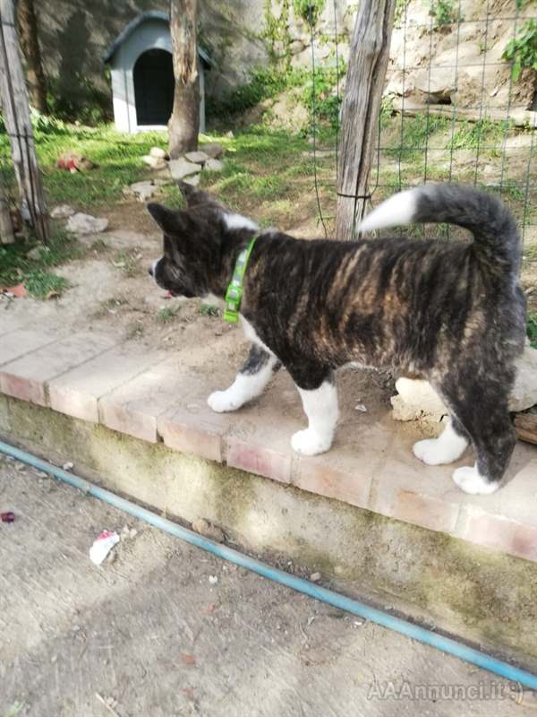 Cuccioli di Razza Akita inu, colore fulvo - Cani a Napoli