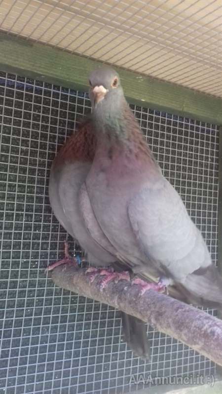 Colombi per la caccia al colombaccio - Pappagalli a Massa
