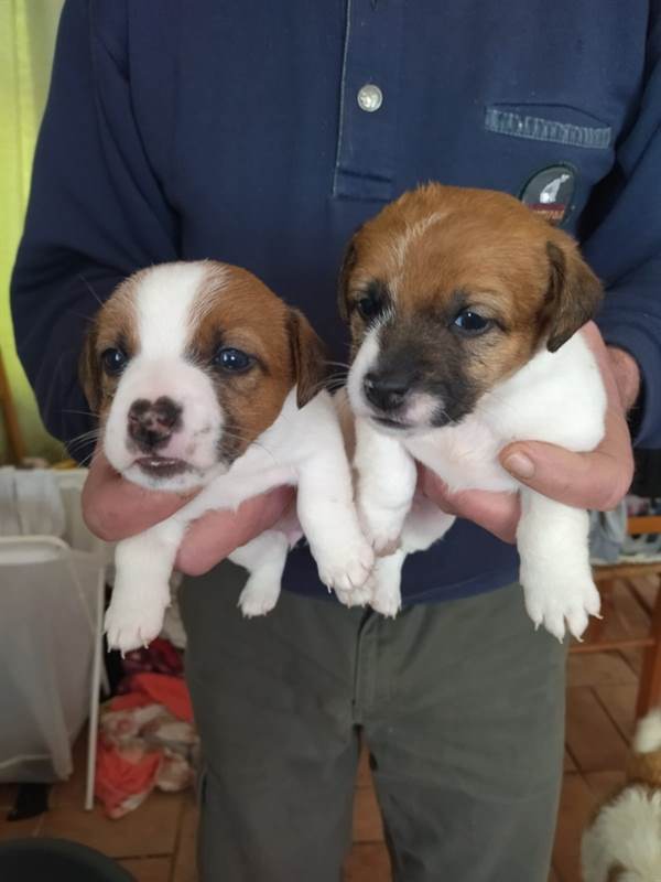 Cani Razza jack russell mamma a pelo raso papà a pelo lung - Cesena