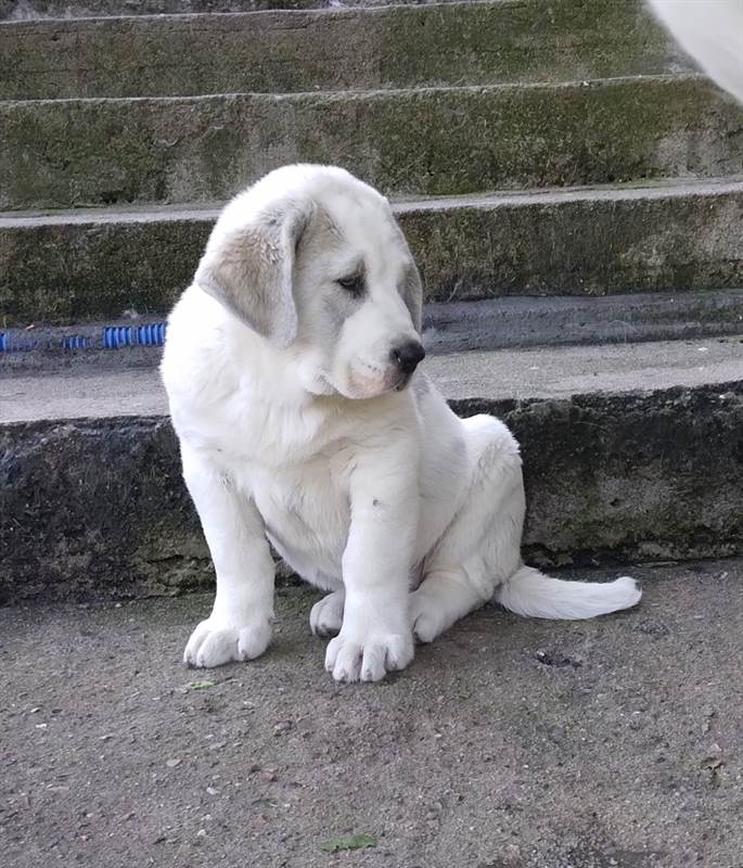 Cuccioli di cane Pastore di Asia Centrale Alabai originale - L'Aquila