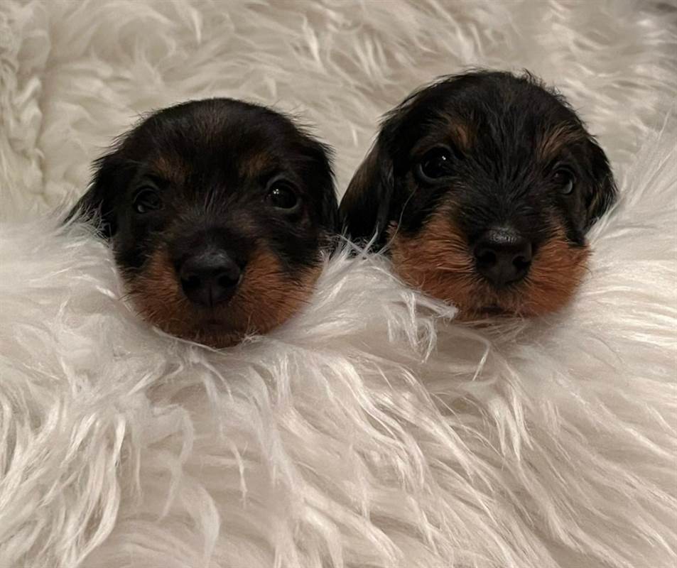 Bassotto pelo duro - Cani - in vendita a Bergamo