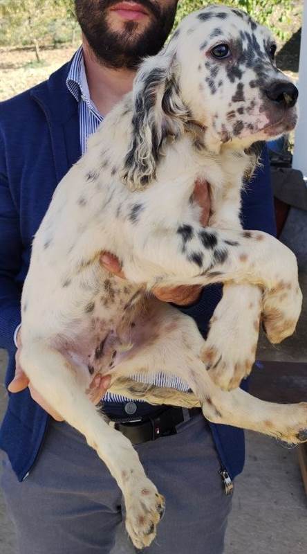 Setter Inglesi - Cani - in vendita a Palermo, Sicilia