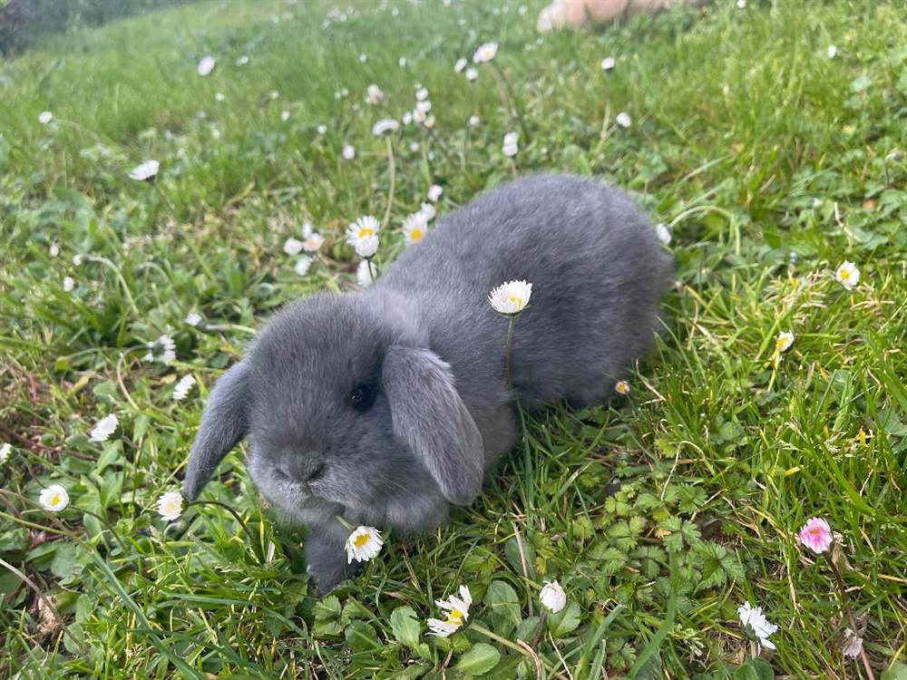 Cuccioli di Coniglio Ariete Nano, colore Blu - Bergamo