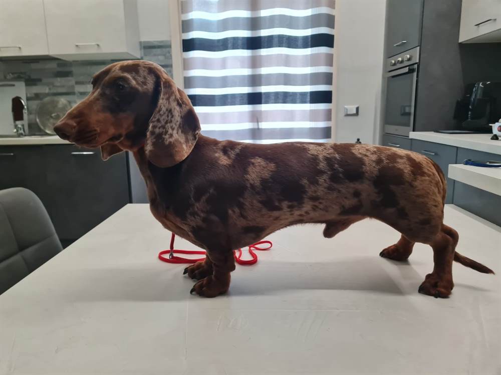 Bassotto arlecchino choco - Accoppiamento Cani a Brescia