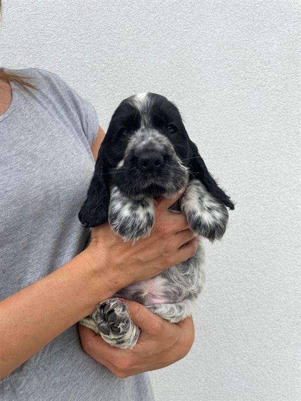 Cucciolo di Razza Cocker Spaniel Inglese blu roano - Lecce