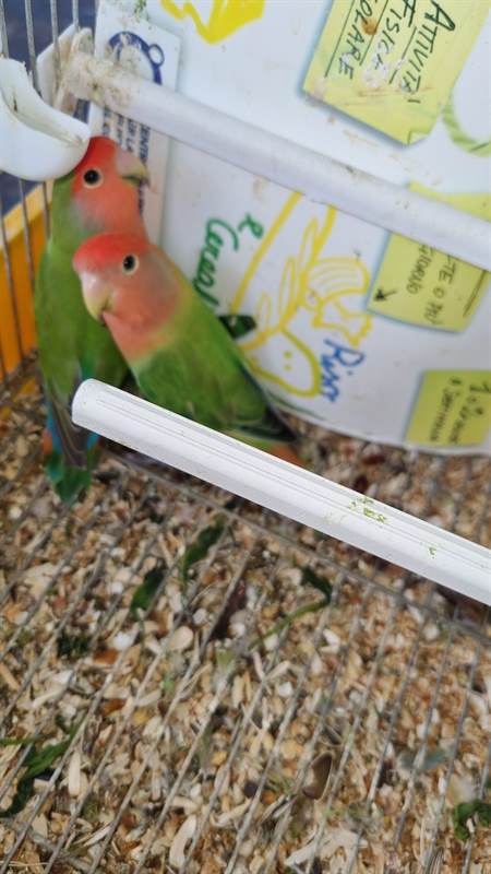 Inseparabili di 7 mesi - Pappagalli a Napoli, Campania