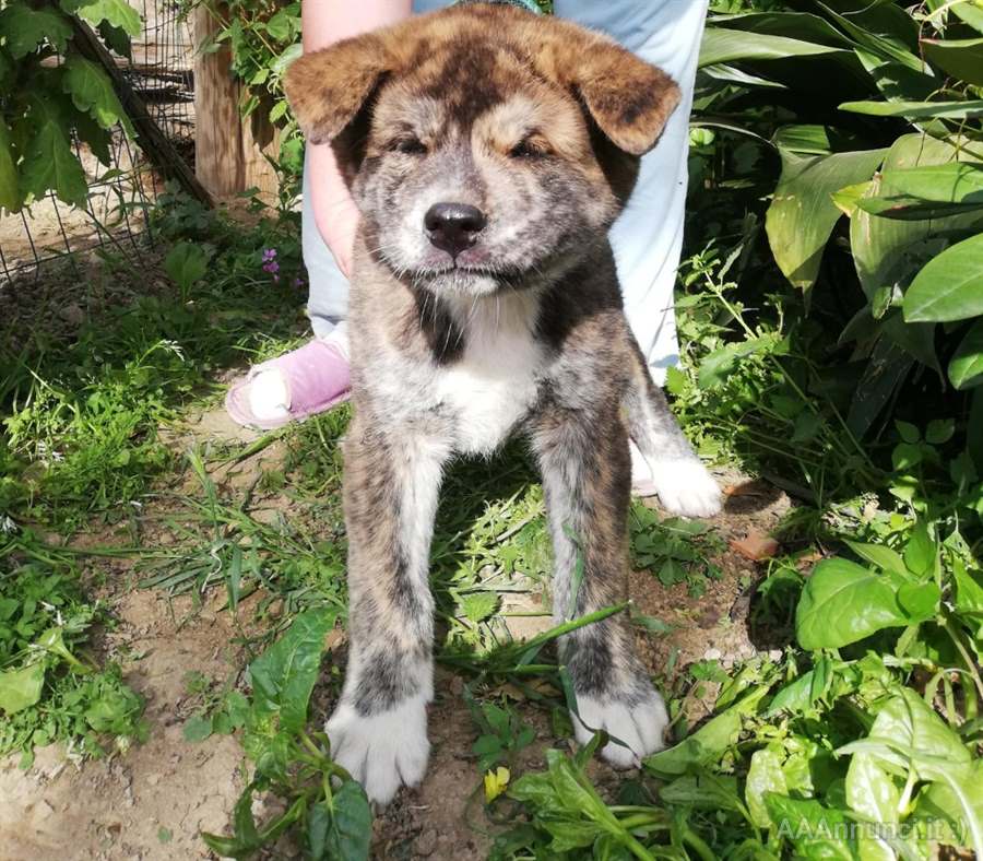 Cuccioli di Razza Akita inu, colore fulvo - Cani a Napoli