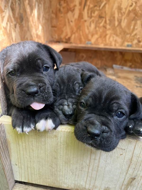 Bellissimi cuccioli di Razza cane corso, genitori visibili - Taranto