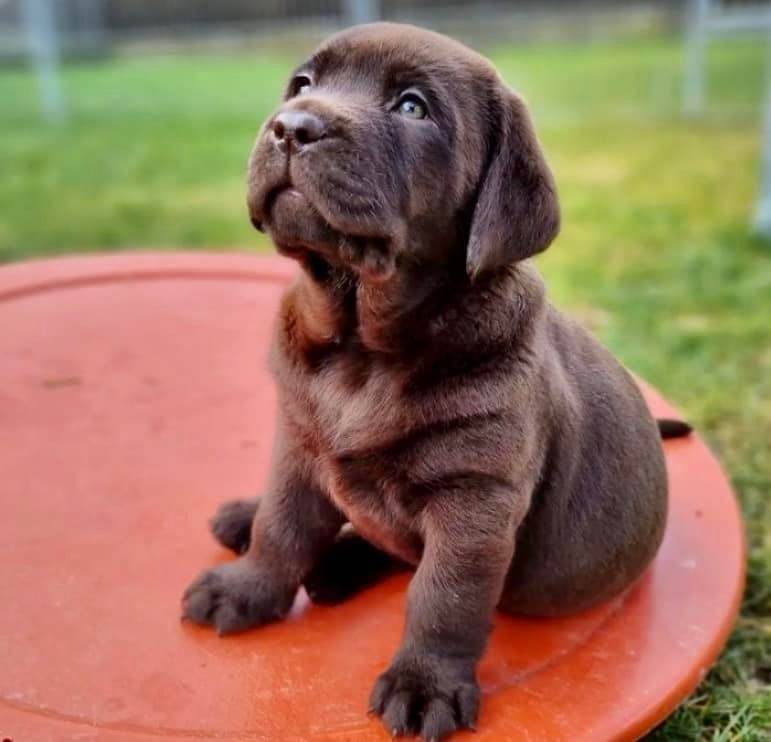 DISPONIBILI CUCCIOLI DI Razza LABRADOR RETRIEVER CHOCOLATE 1 - Trapani