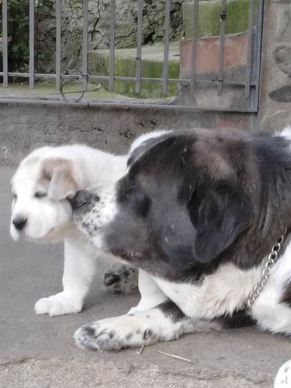 Cuccioli di cane Pastore di Asia Centrale Alabai originale - L'Aquila