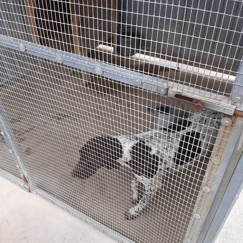 Incrocio tra bracco tedesco e springer spaniel - Parma