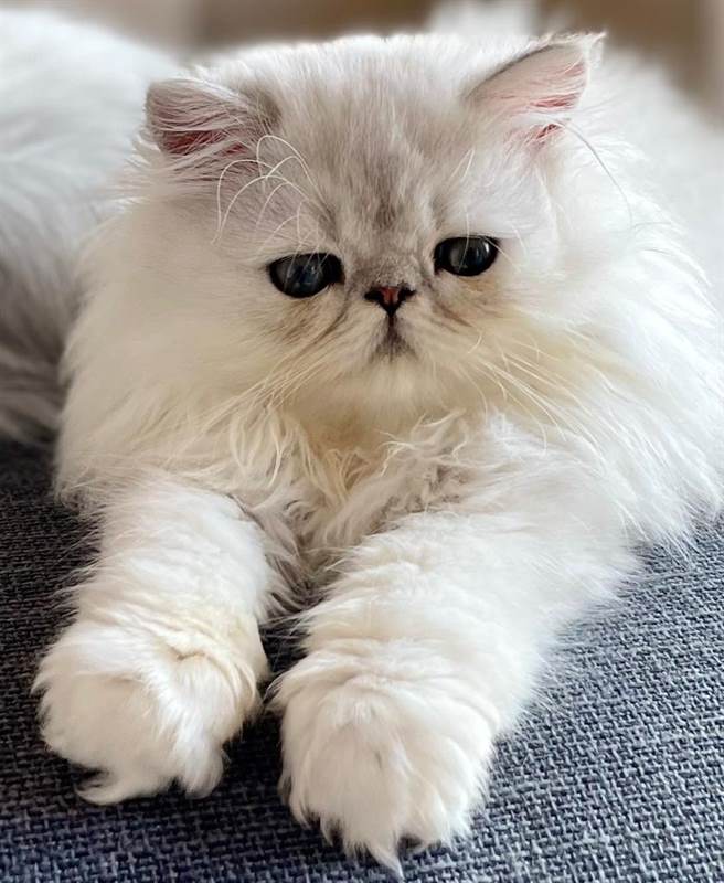 VENDITA GATTO Razza PERSIANO a Palermo - Sicilia