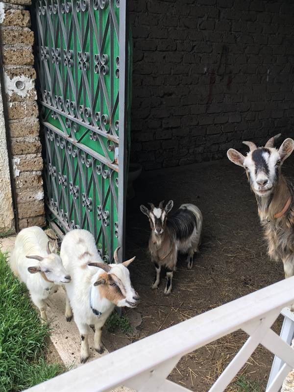 Caprette tibetane meticce in vendita a Roma - Lazio