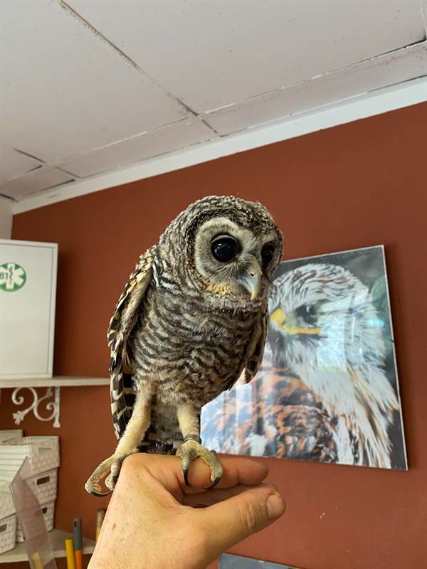 Allocco Zampe Rosse Baby (Strix rufipes) - Pappagalli a Varese