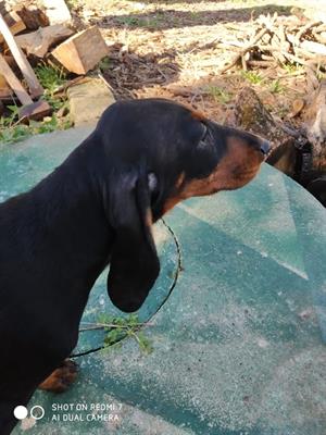 Segugio Lepre - Cani in vendita - AAAnnunci