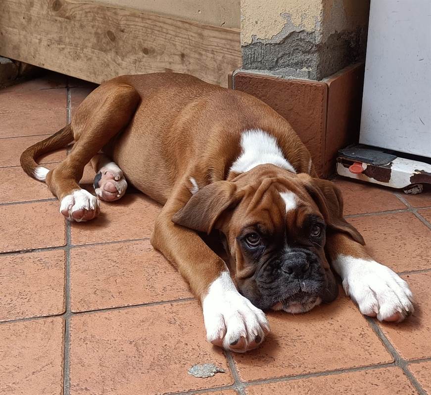 Cuccioli di Razza Boxer - Cani - in vendita a Lucca