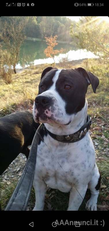 Incrocio Razza Amstaff-Labrador - in vendita a Spoleto