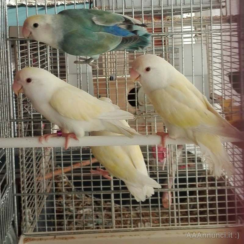 Pappagallini Inseparabili (Agapornis Roseicollis) - Reggio nell'Emilia