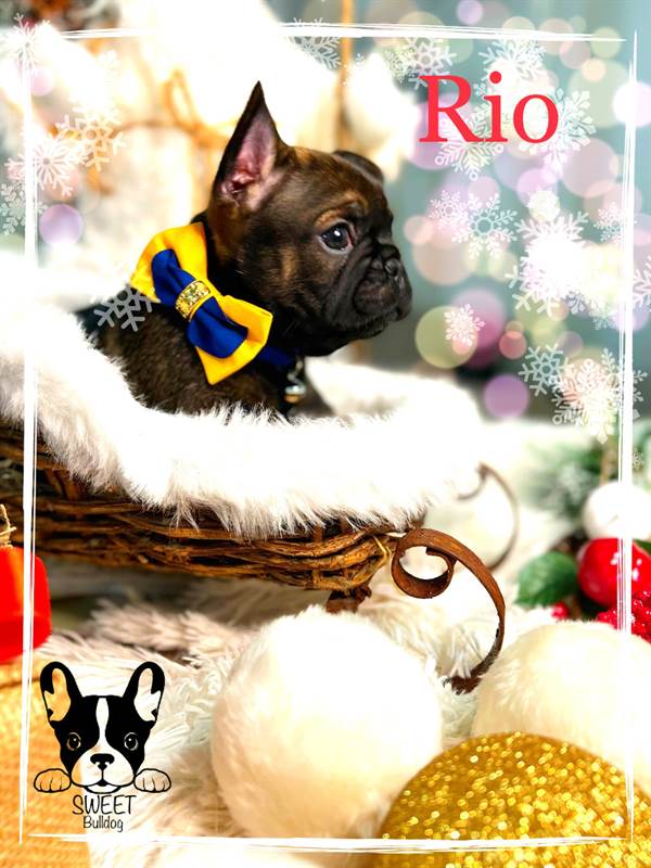 Cuccioli Razza bulldog francese, colore fulvo - Roma