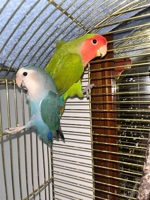 Inseparabili, in legno - Pappagalli a Forlì, Emilia Romagna