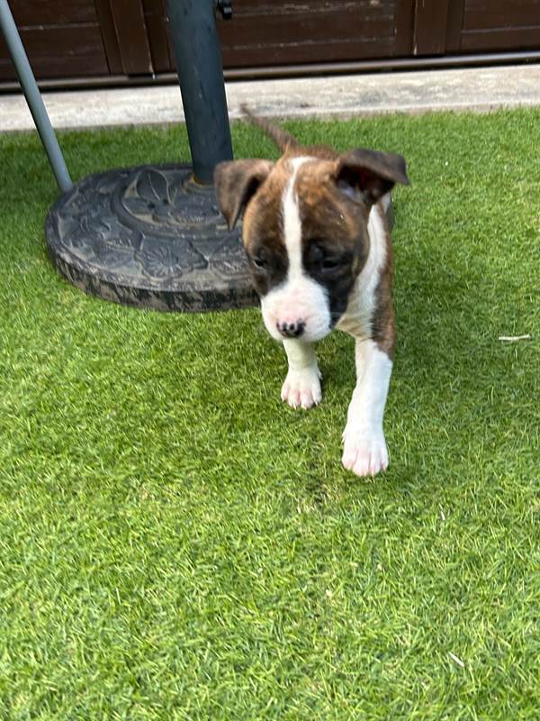 Cuccioli Razza Amstaff con pedigree - Milano, Lombardia
