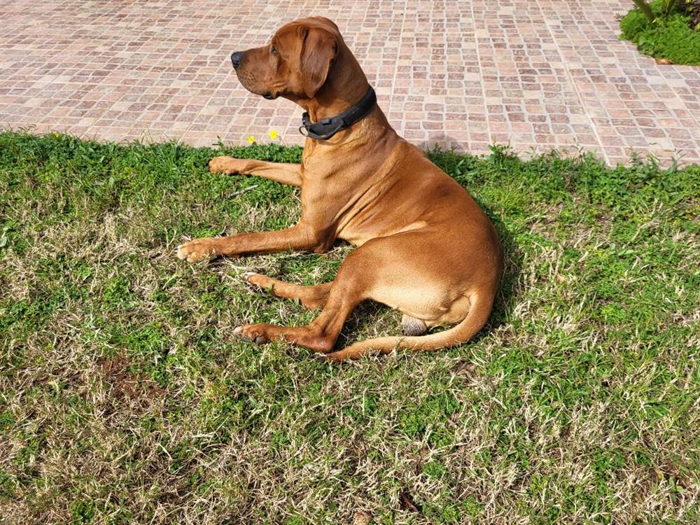 Cuccioli di Rhodesian Ridgeback - in vendita a Ragusa