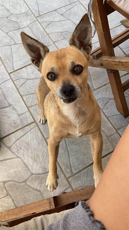 Leo Cerca Fidanzata, colore fulvo - Accoppiamento Cani a Latina
