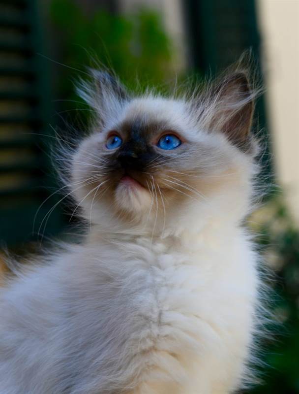 Ragdoll cuccioli gattini - in vendita a Forlì, Emilia Romagna