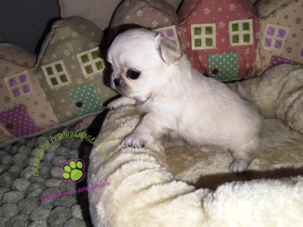 Chihuahua cucciolo color avorio, a pelo lungo, genitori visibili - Milano