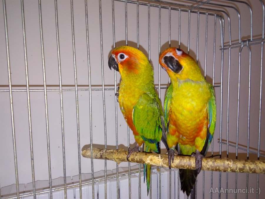 Pappagalli conuro del sole - in vendita a Brindisi