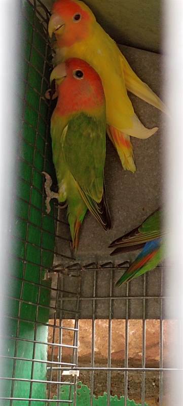 Inseparabili - Pappagalli - in vendita a Perugia