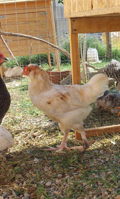 Pollastri Olive Egger, color verde - Animali da Cortile a Latina