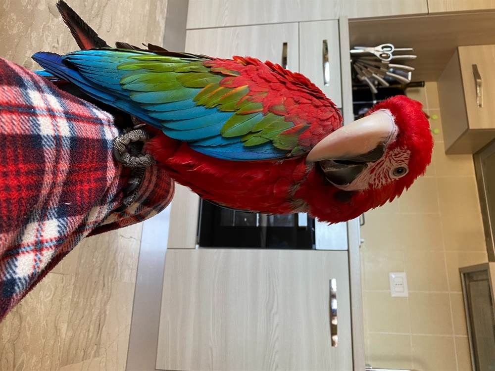 Ara dalle ali verdi - Pappagalli a Isernia - Molise