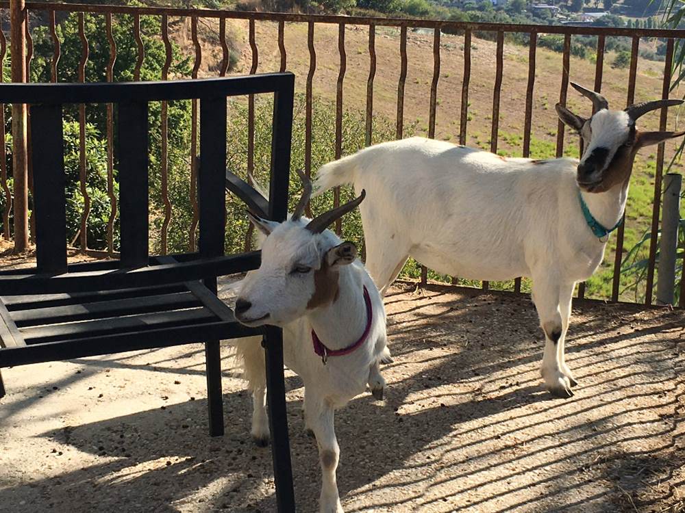 Caprette tibetane meticce in vendita a Roma - Lazio
