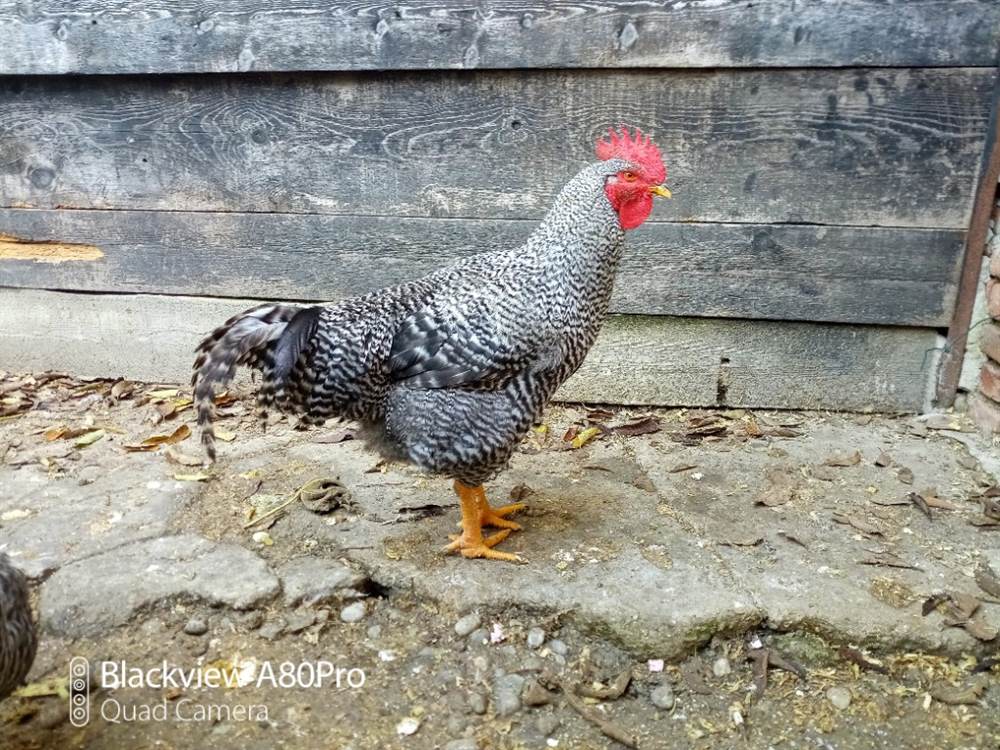 Galli varie razze, tipo sussex - Animali da Cortile a Modena
